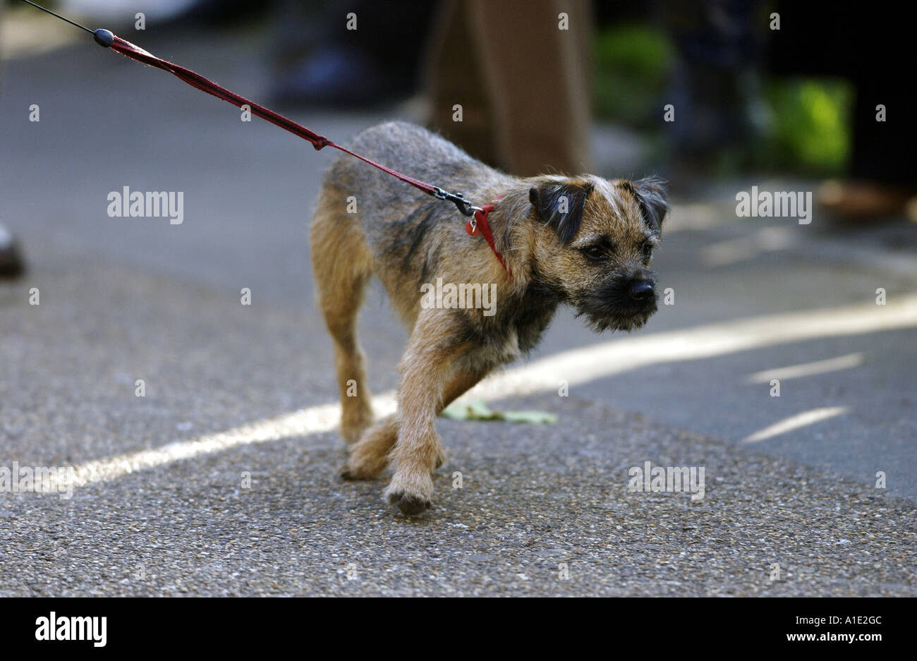 Dragging dog hi-res stock photography and images - Alamy