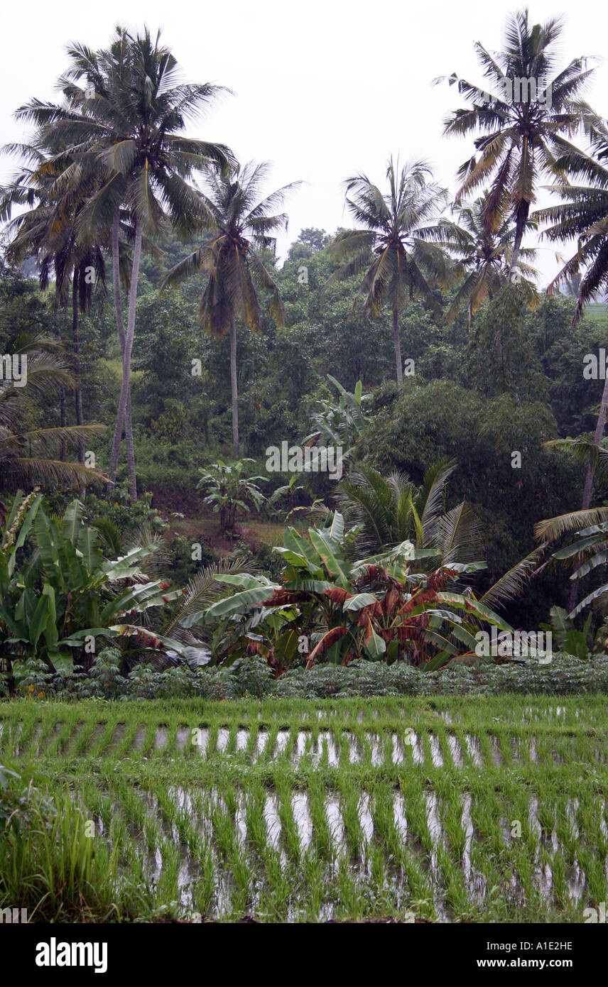 Rice paddy fields and tropical vegetation Bali Indonesia Stock Photo ...