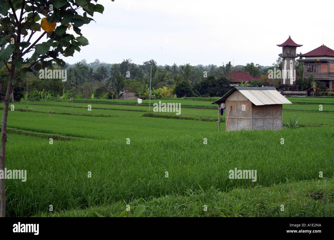 Rice paddy fields and farm Bali Indonesia Stock Photo - Alamy