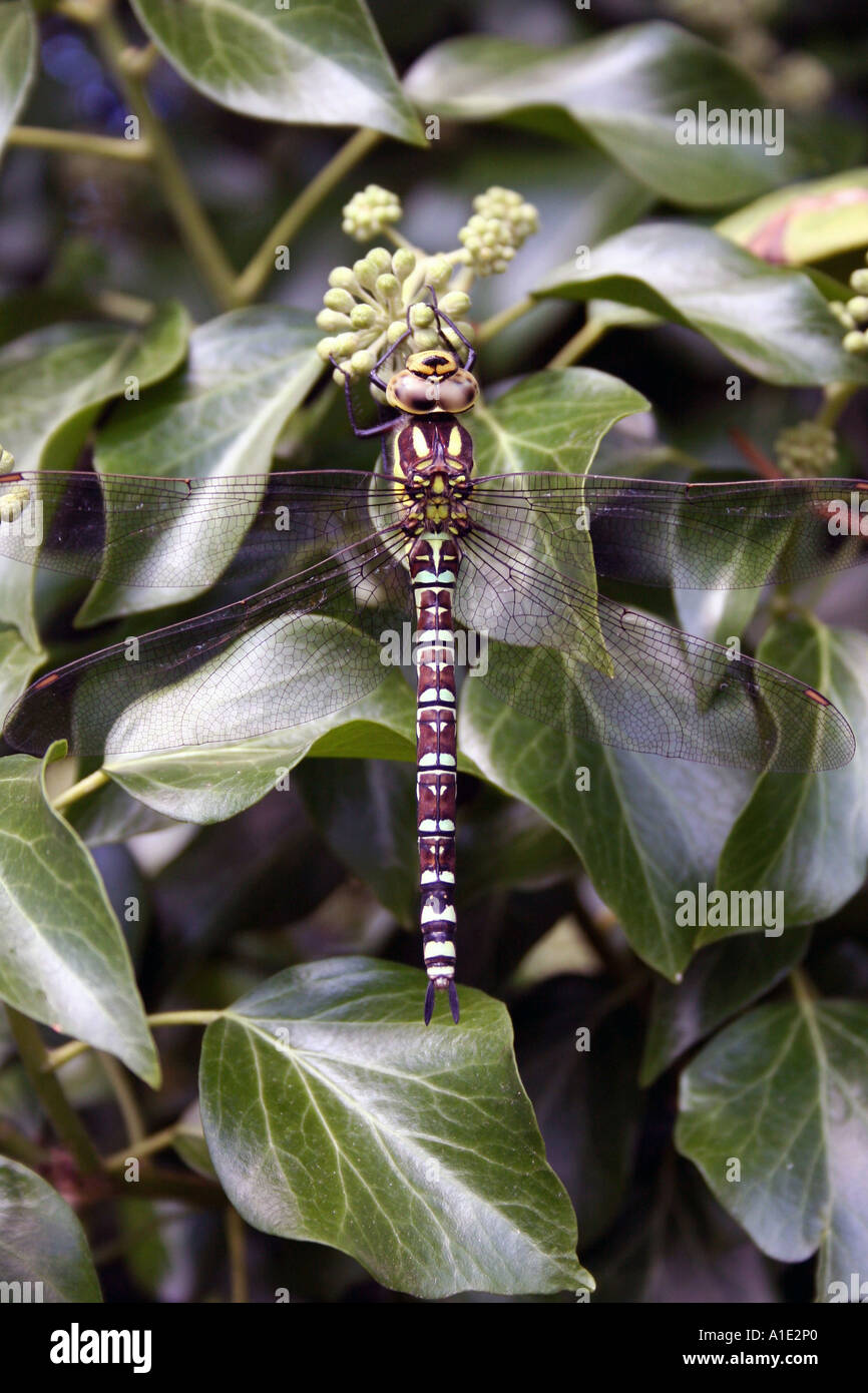 Dragonfly chitinous exoskeleton hi-res stock photography and images - Alamy