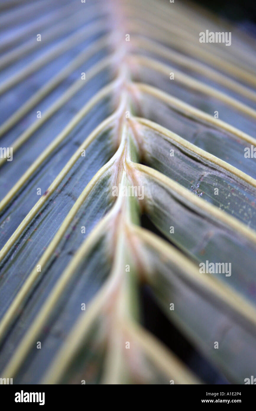 Palm leaf with ridges hi-res stock photography and images - Alamy