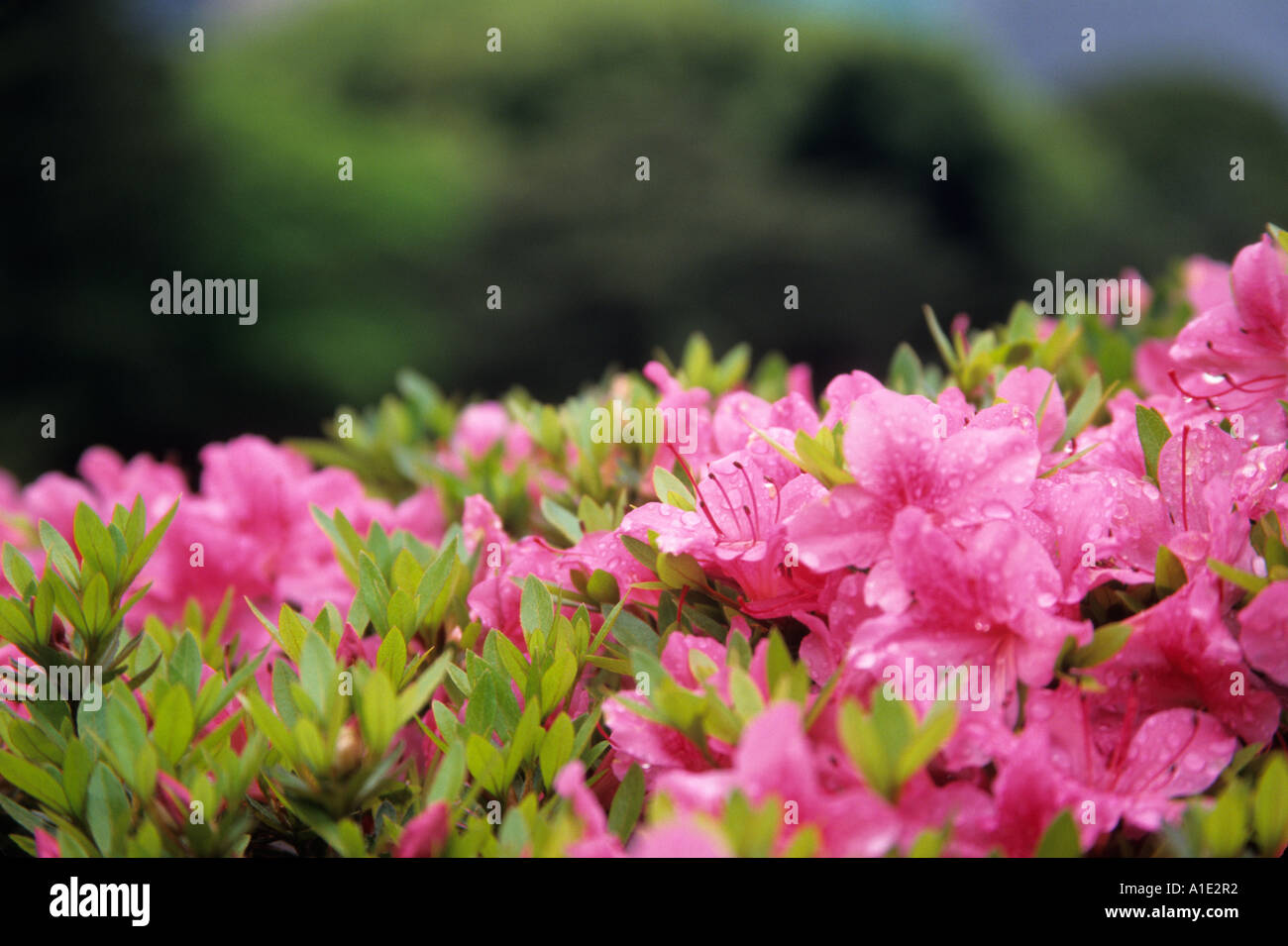 Azalea rhododendron sp hi-res stock photography and images - Alamy