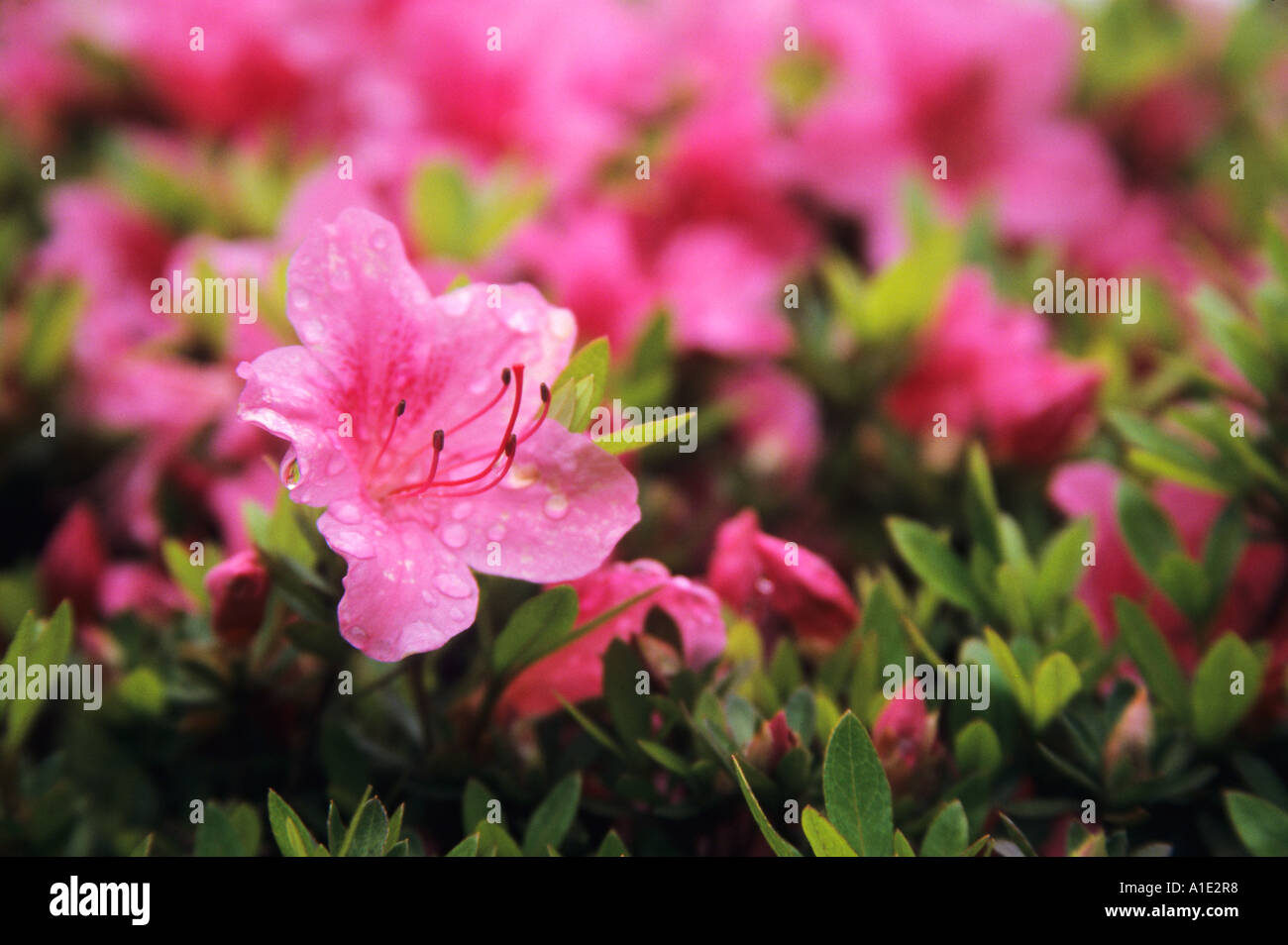 Azaleas in bloom at Hamarikyu Garden Tokyo Japan Asia Stock Photo - Alamy