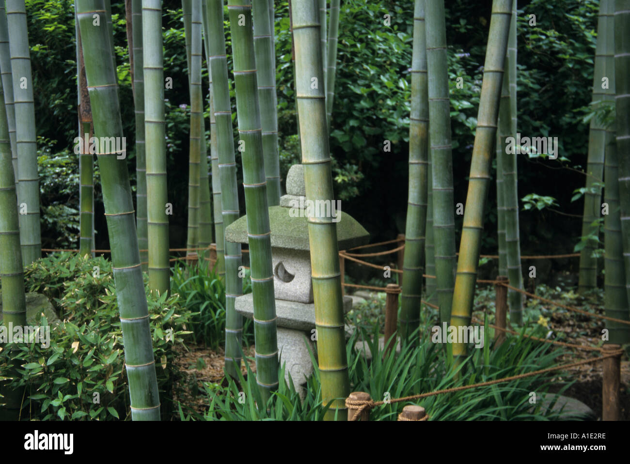 A stone lantern among a grove of bamboo Hase dera Temple Kamakura ... A stone lantern among a grove of bamboo Hase dera Temple Kamakura ...