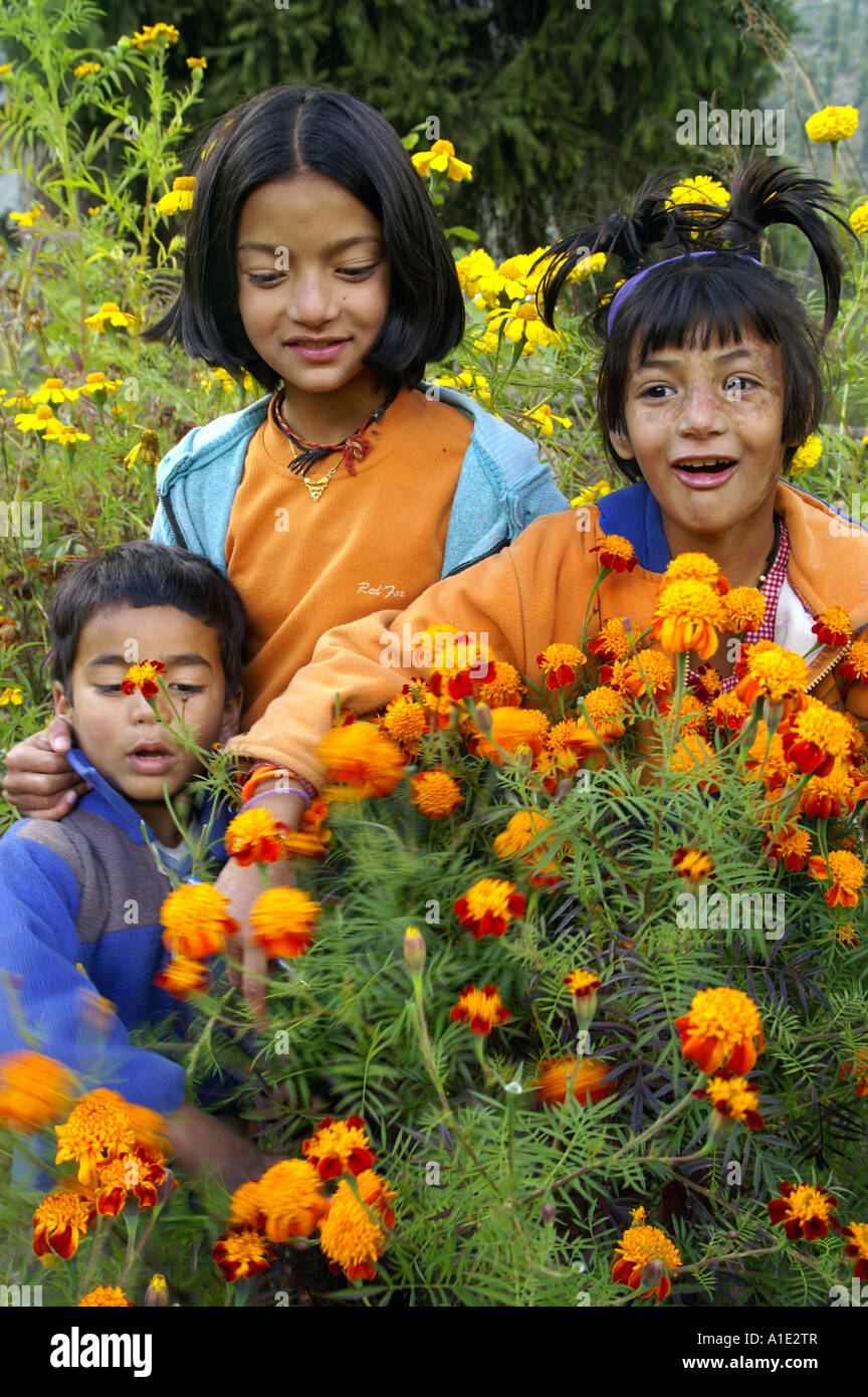 Three young native indian girl boy children smiling happy in flower ...
