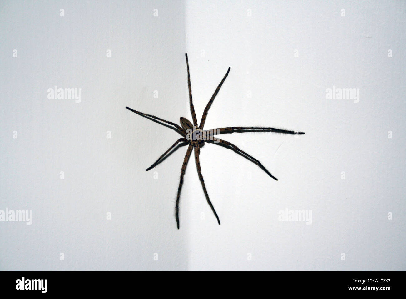 Hairy legged spider hi-res stock photography and images - Alamy