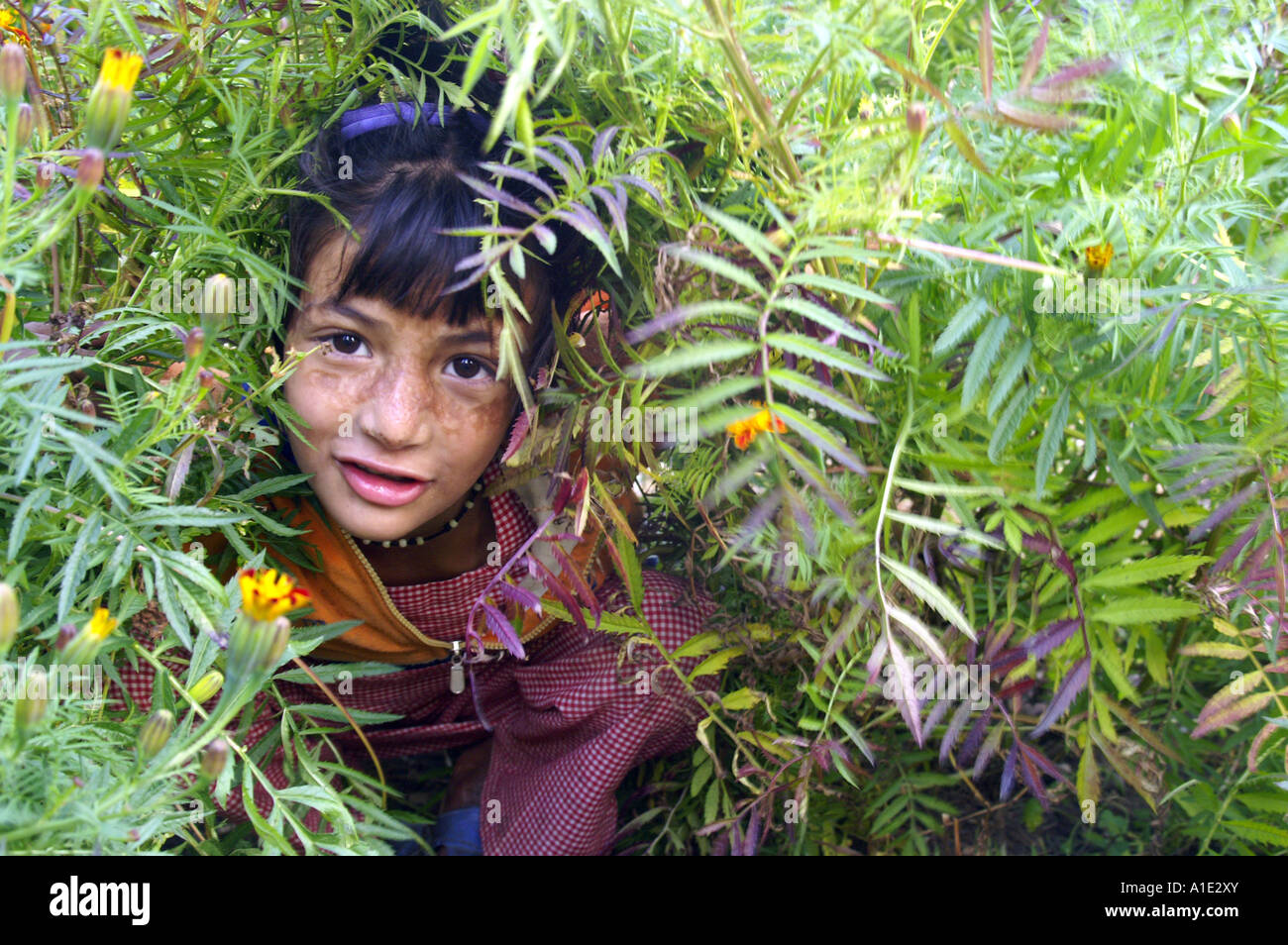 One young native indian girl child hiding happy in flowers patch in ...