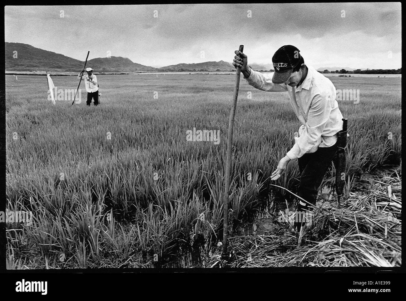 Rice farming colombia hi-res stock photography and images - Alamy