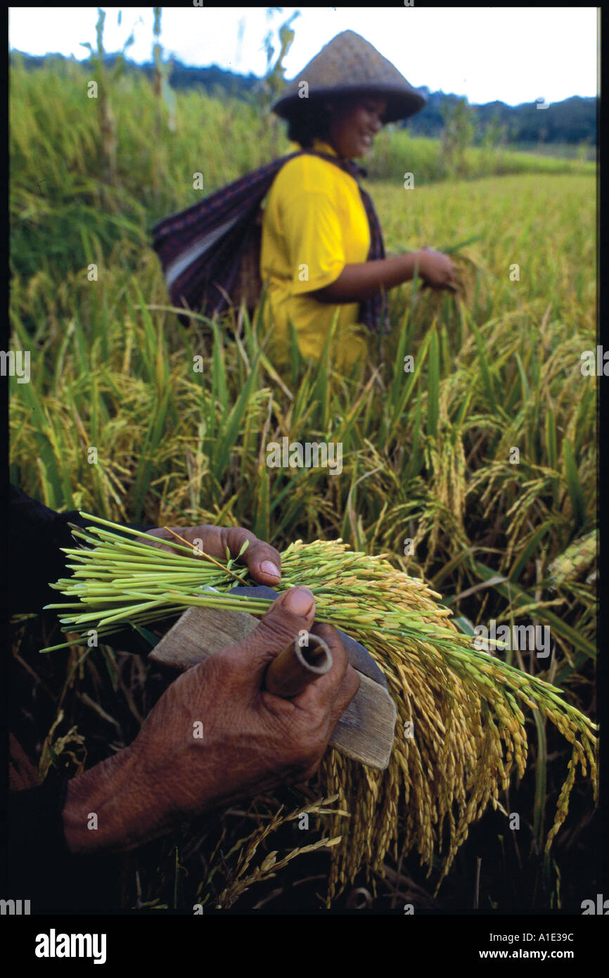 Farming organic rice Java Indonesia Stock Photo - Alamy