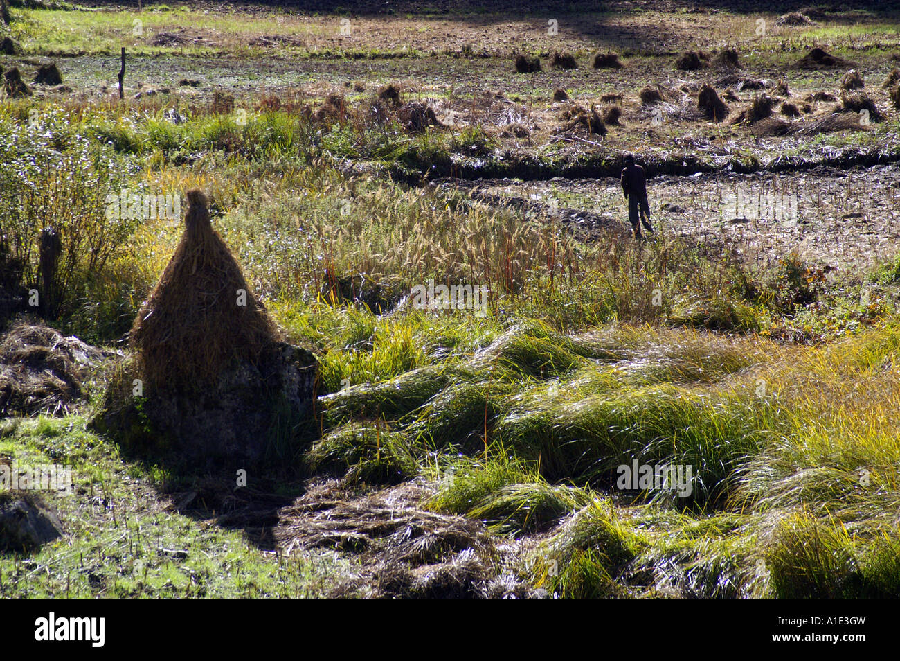 Sheaf of hay on field near Kalga villaga, with lone man walking, summer ...