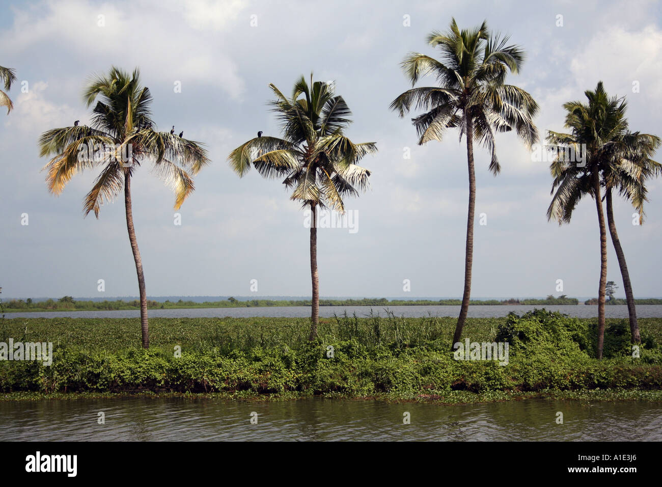Aleppey backwaters hi-res stock photography and images - Alamy