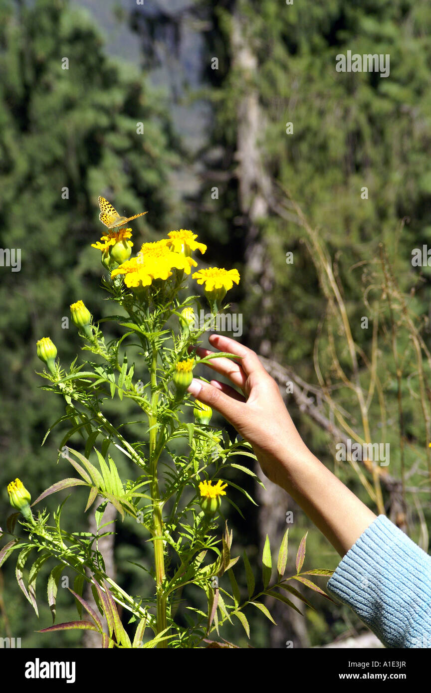 Girls hand trying to catch orange butterfly sitting on yellow blooming ...