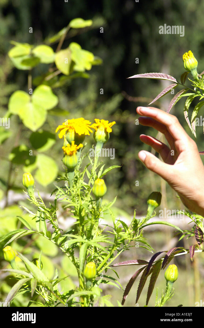 Girls hand trying to catch yellow blooming flower Stock Photo - Alamy