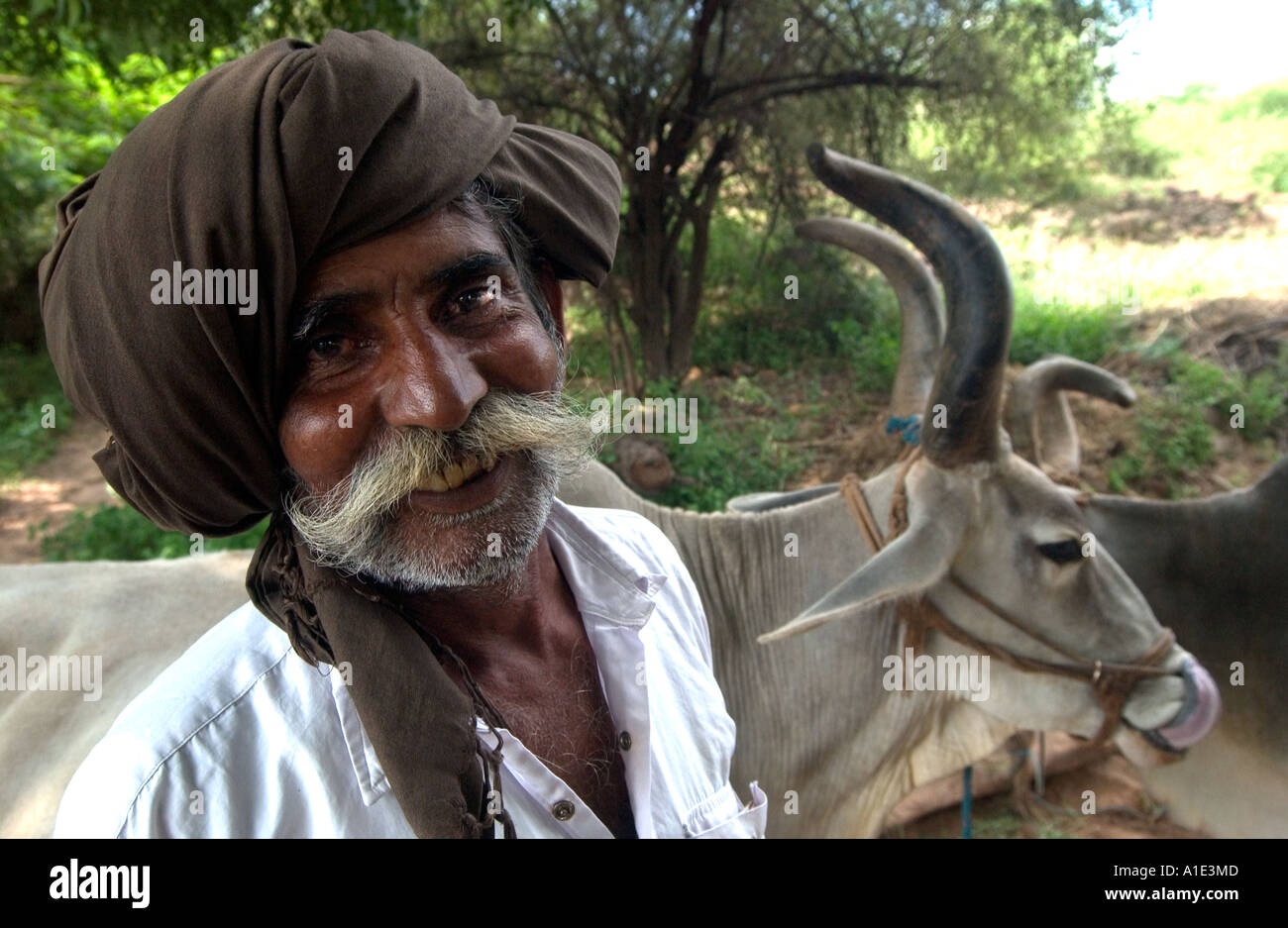 Fairtrade rice farmer in northern India Stock Photo - Alamy