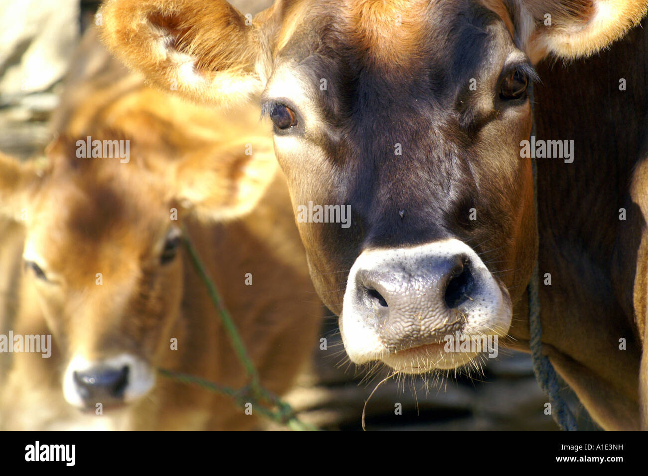 Frontal portrait view of brown cow and calf tied lashed outdoors in ...