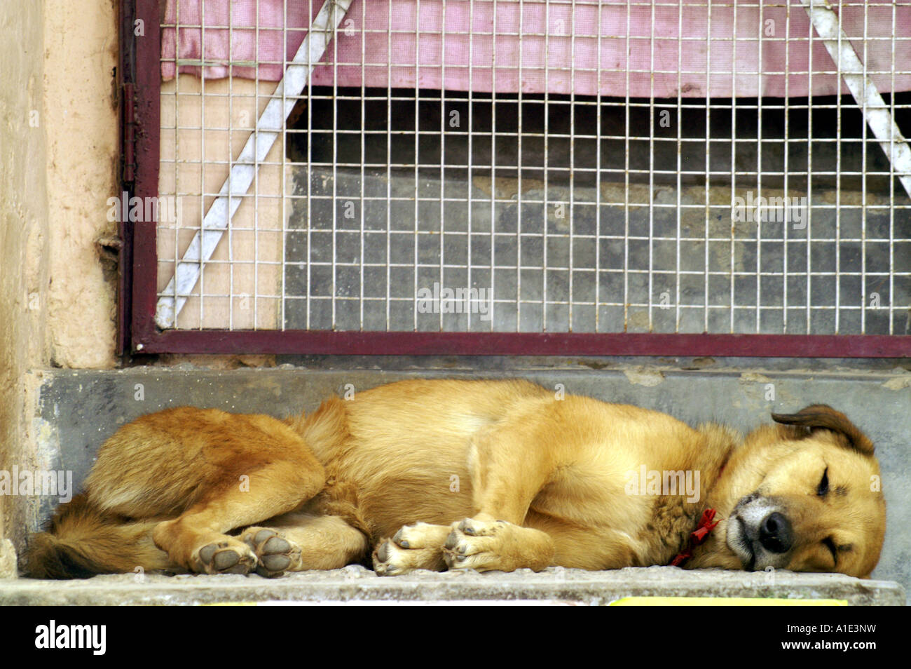 Yellow dog sleeping exhausted relaxing hi-res stock photography and ...