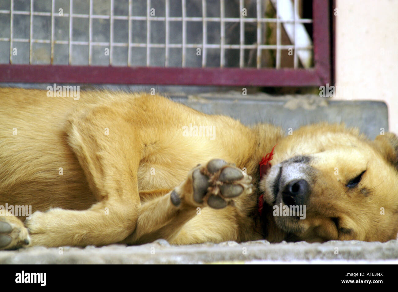 Yellow dog with red ribbon sleeping exhausted relaxing on street ...