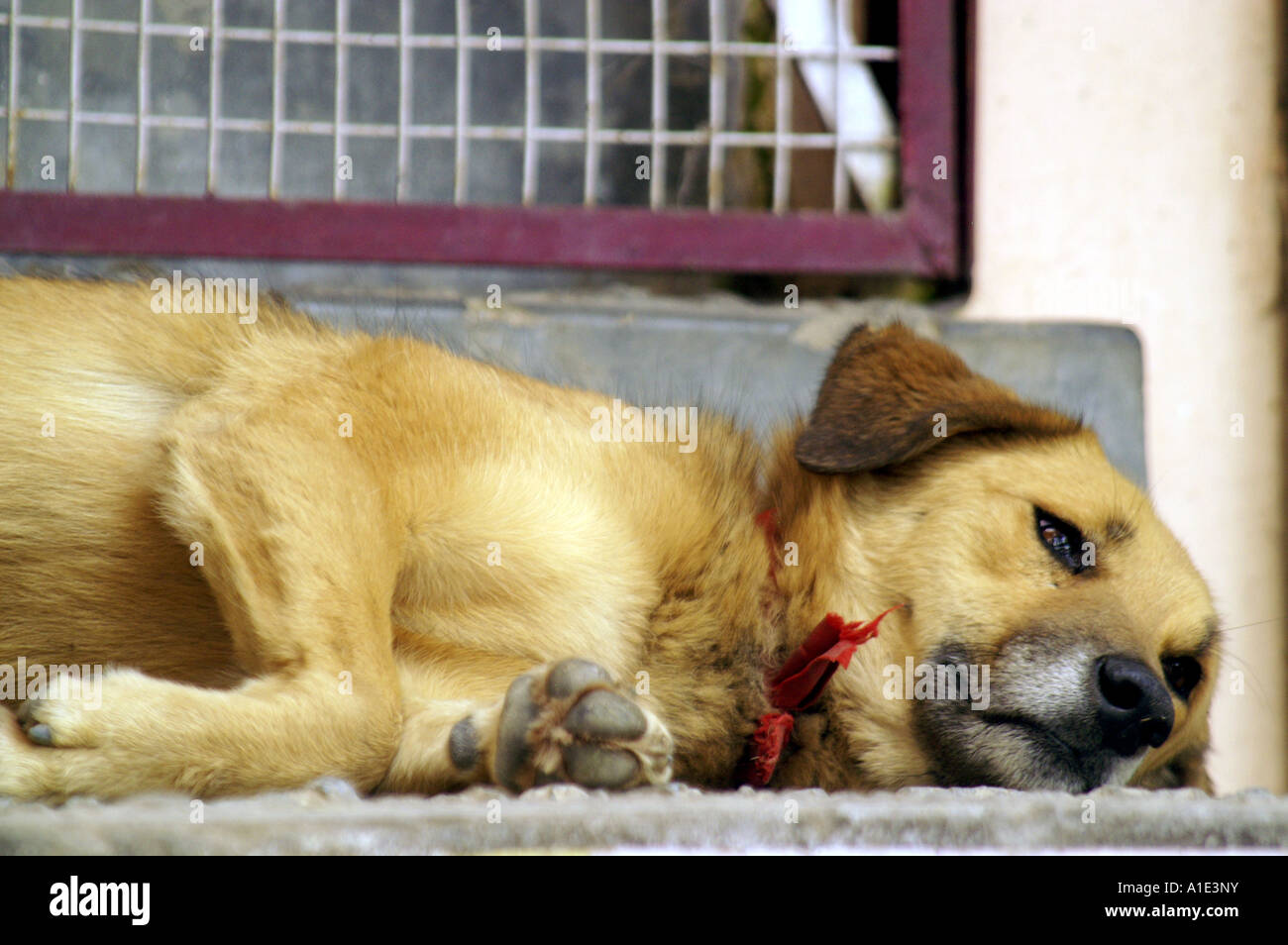 Yellow dog with red ribbon sleeping exhausted relaxing on street ...