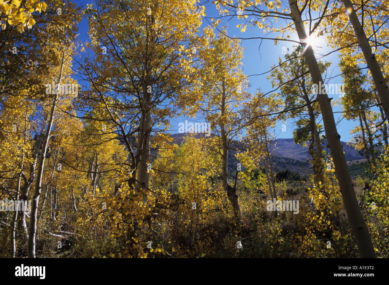 Grove of quaking aspen trees (Populus tremuloides) near Sherwin Creek ...
