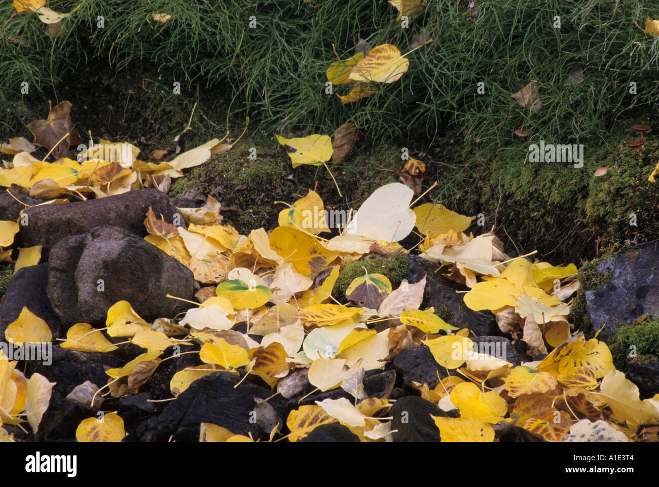 Autumn quaking aspen leaves, McGee Creek, Eastern Sierra, California ...