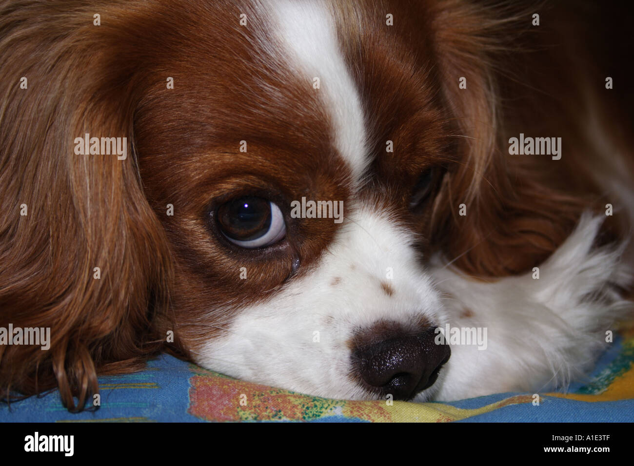 CLOSE PORTRAIT OF A KING CHARLES CAVALIAR SPANIEL DOG Stock Photo - Alamy