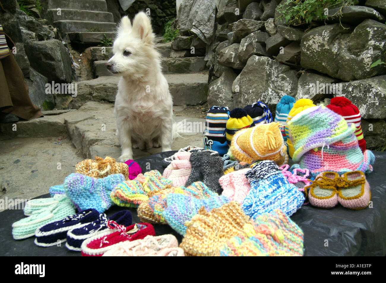 White small dog guarding woolen caps display in stall at street of ...