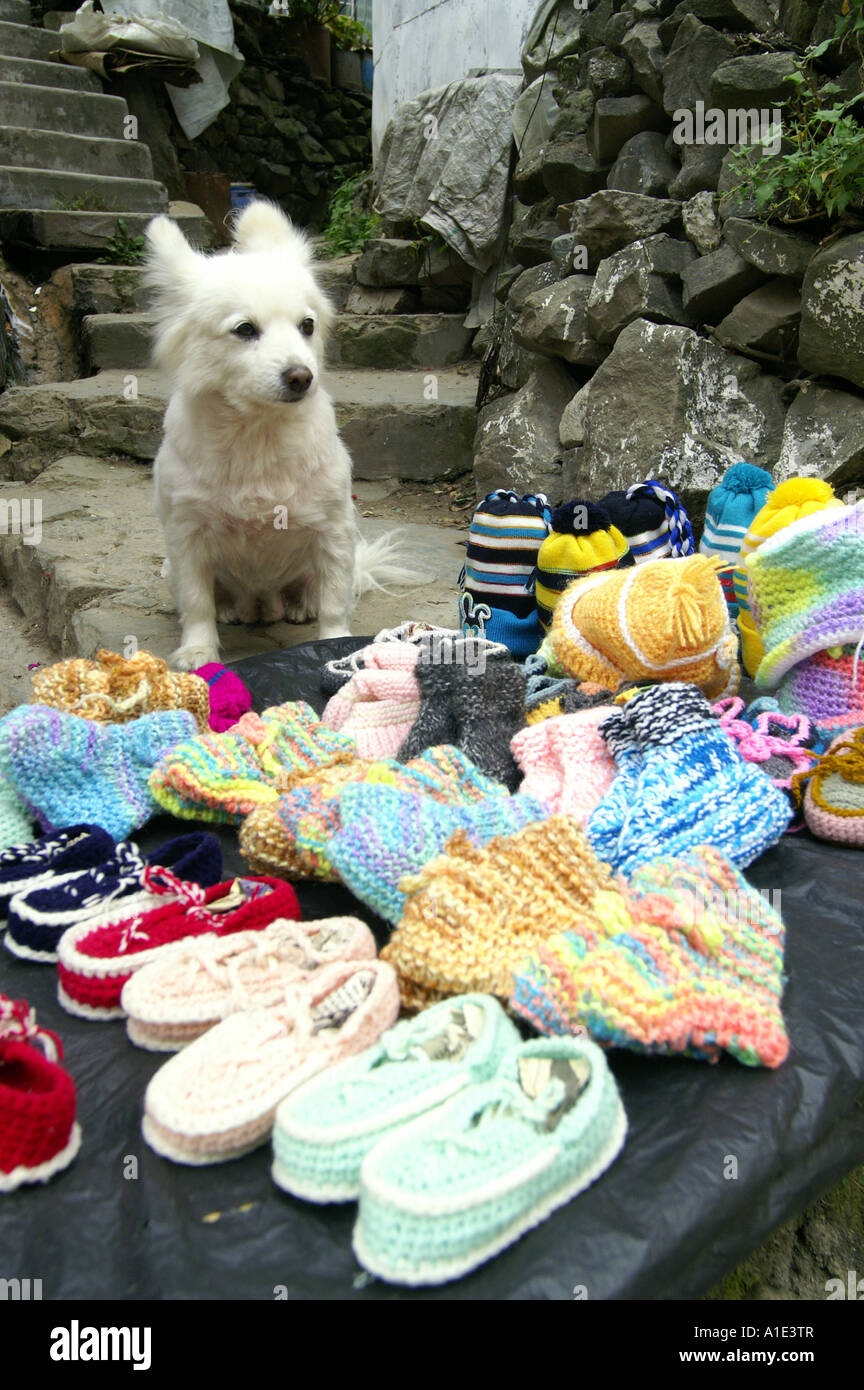 White small dog guarding woolen caps display in stall at street of ...