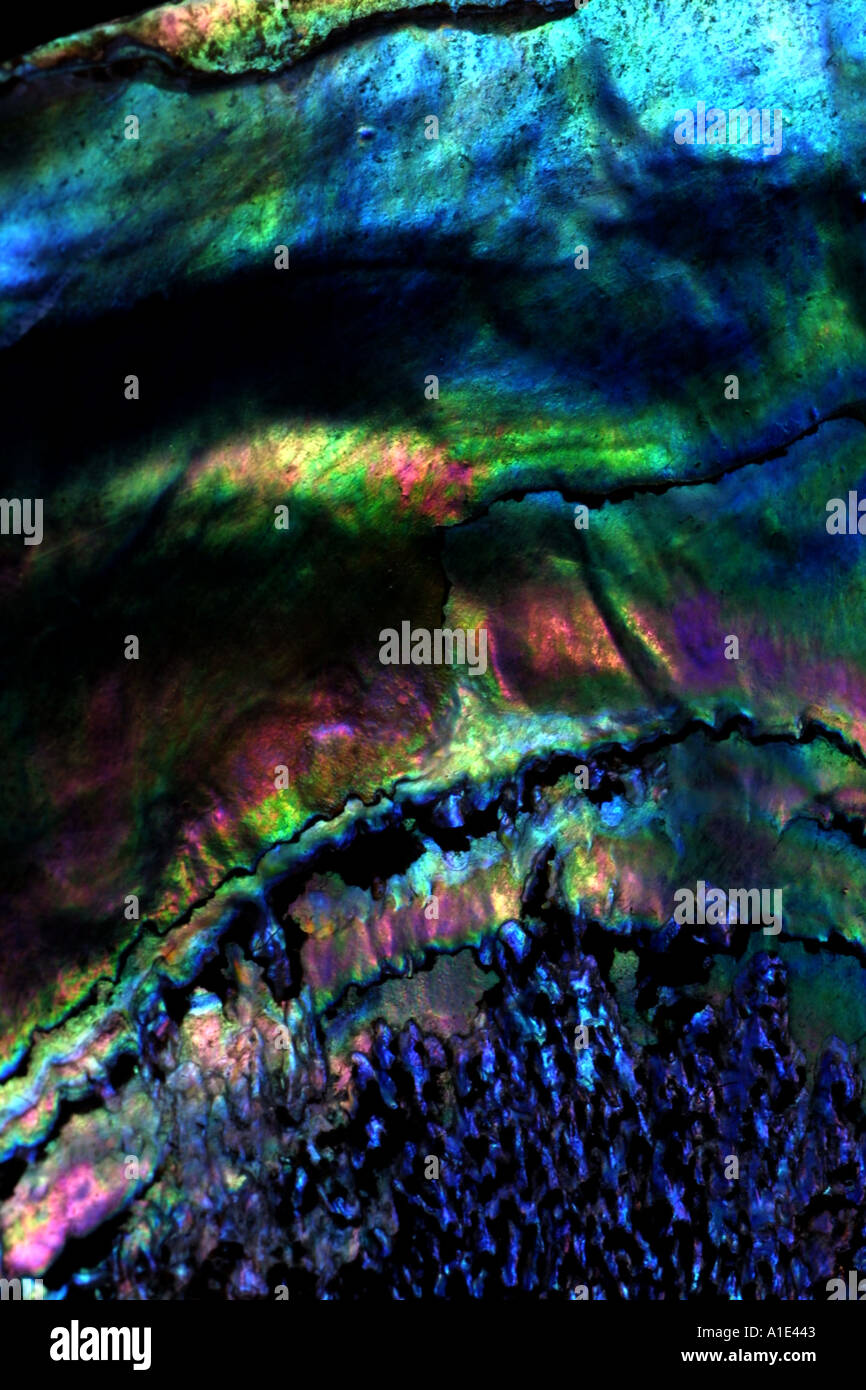 Rainbow abalone hi-res stock photography and images - Alamy
