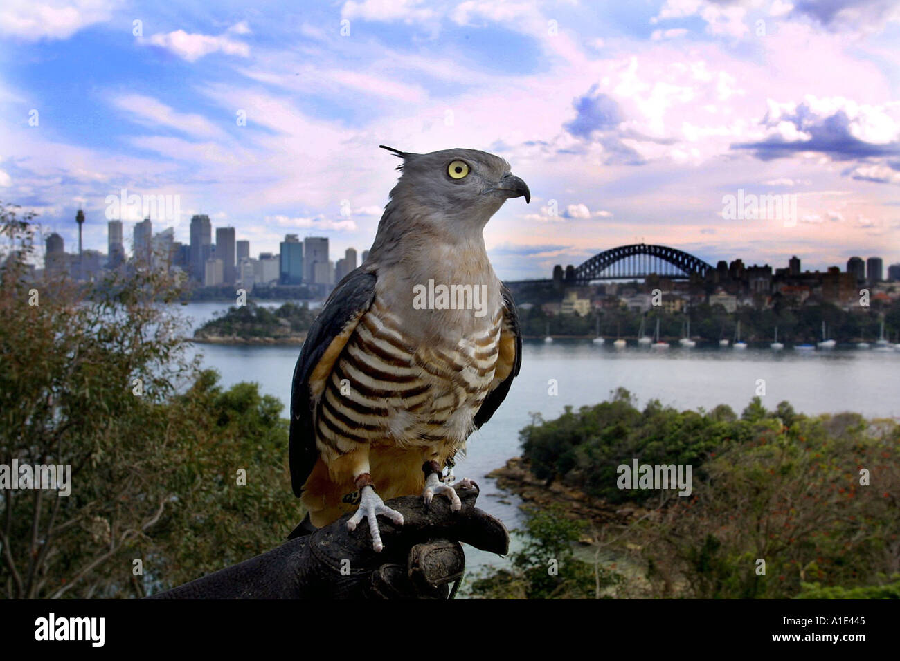 Crested Hawk or Pacific Baza at Taronga Zoo Sydney Stock Photo - Alamy