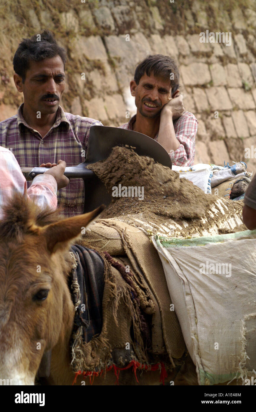 Two indian men loading donkey carrying sand bags with shovel outdoors ...