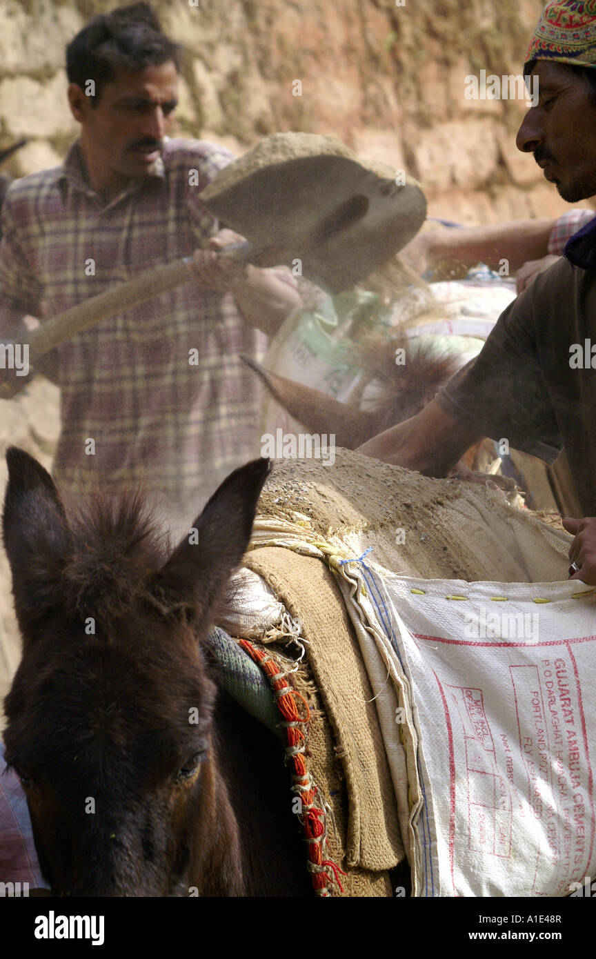 Donkey carrying heavy load hi-res stock photography and images - Alamy