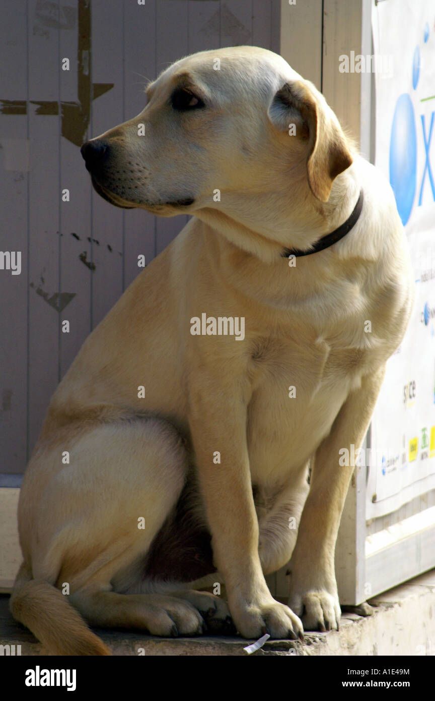 Labrador Fawn Adult