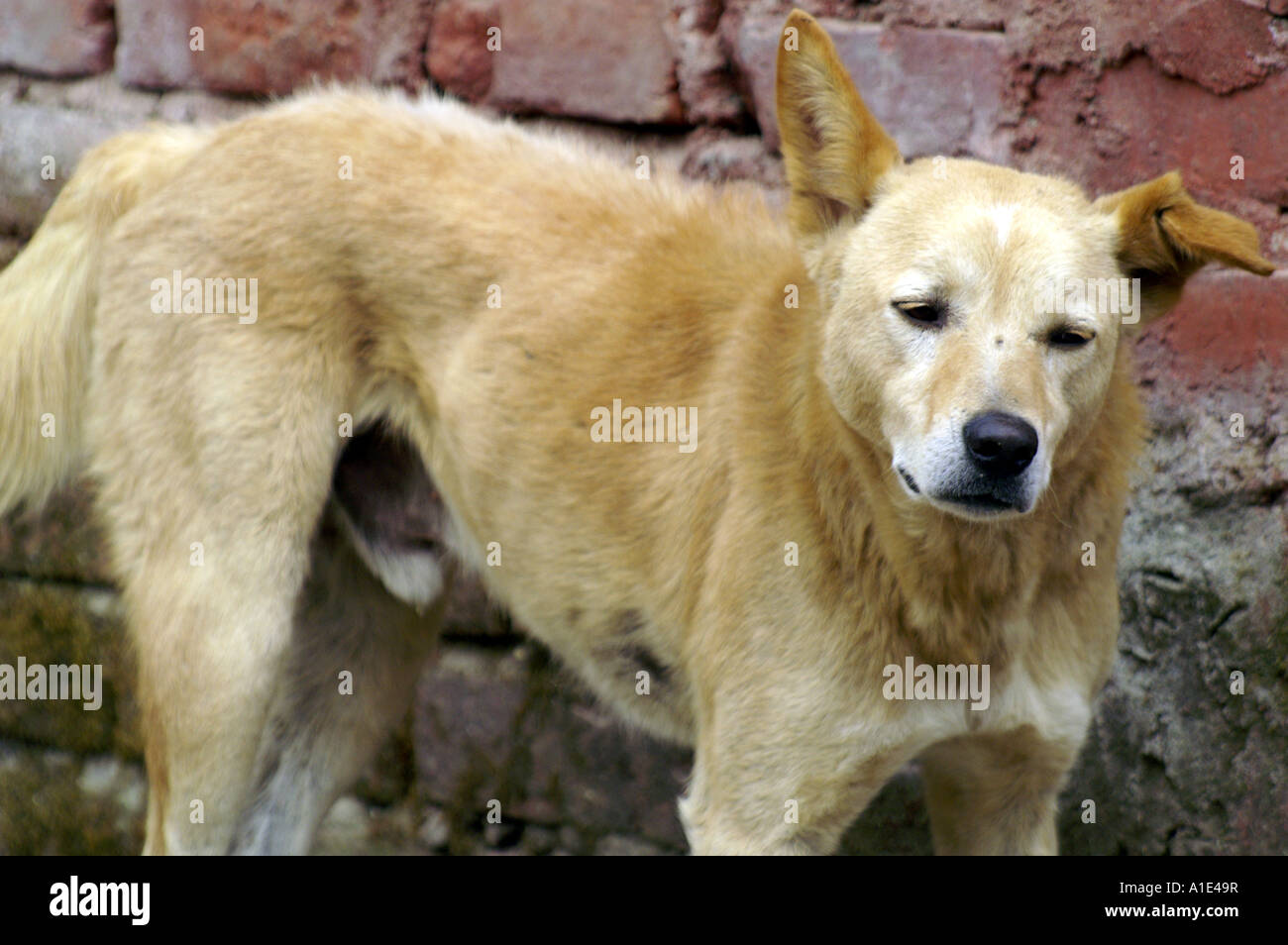 Pale dog of unknown breed bastard with torn ripped ear from some street ...