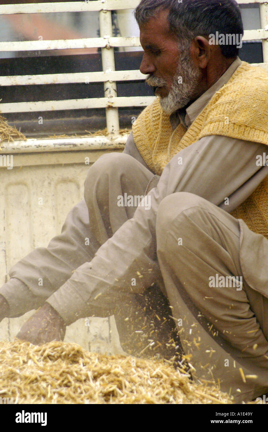 Old indian white bearded man smoothing chopped hay heap on truck ...