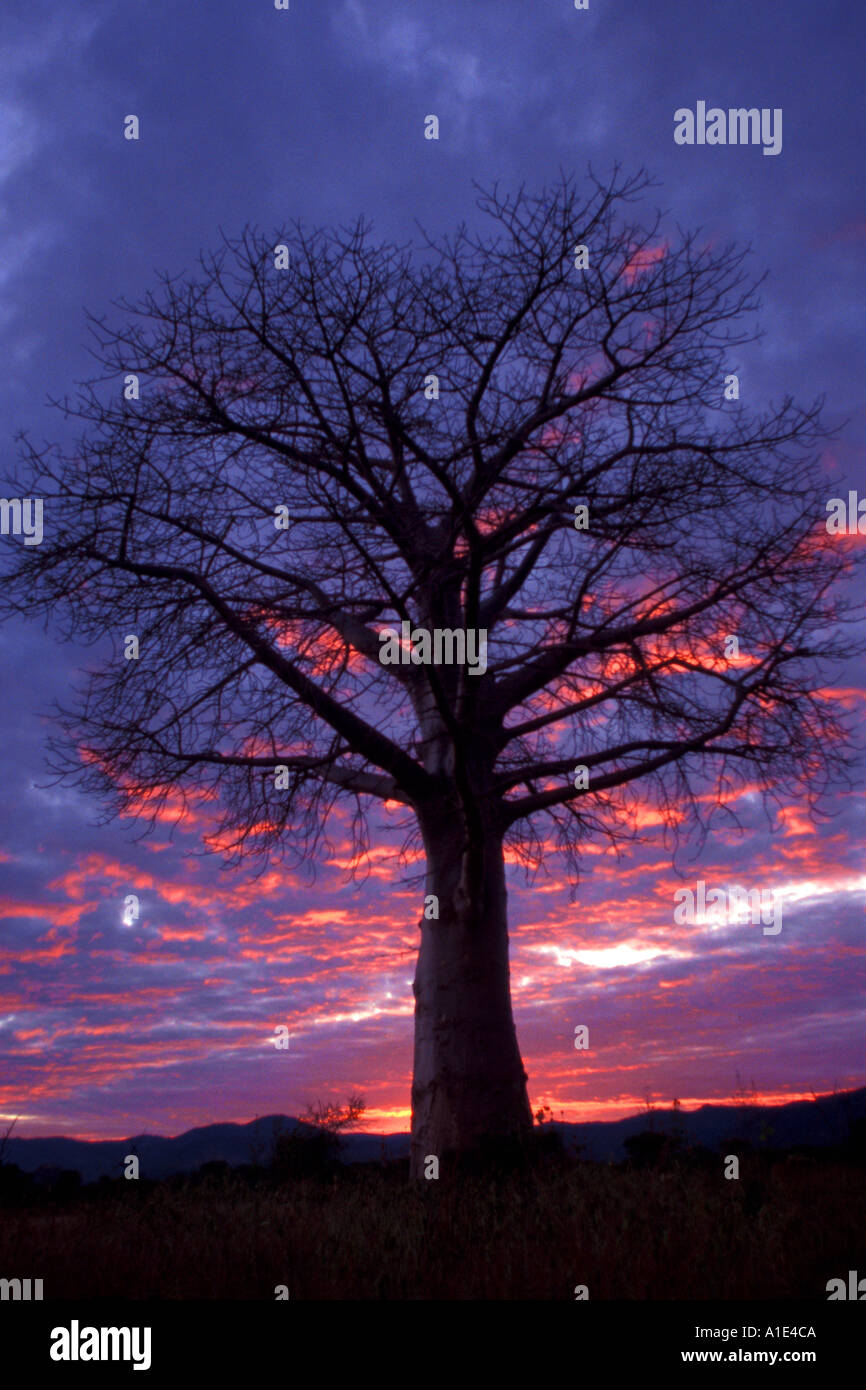 Electric Baobab Tree Kafue National Park Zambia Stock Photo - Alamy