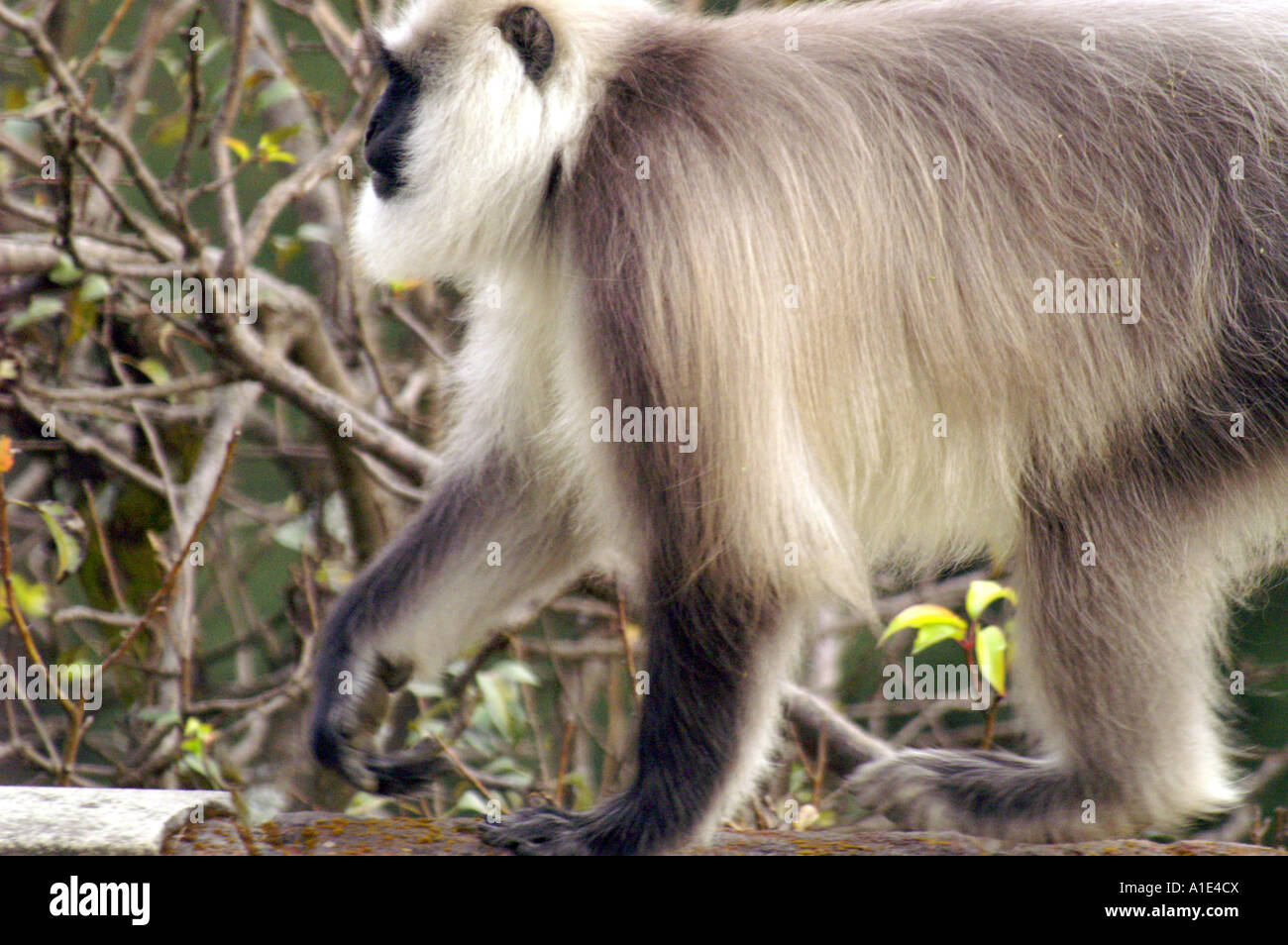 Hanuman langur (grey langur) presbytis entellus monkey Stock Photo - Alamy