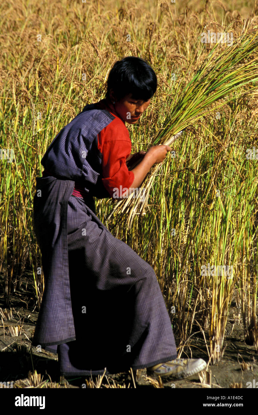 Harvesting Rice Crop Paro Bhutan Stock Photo - Alamy