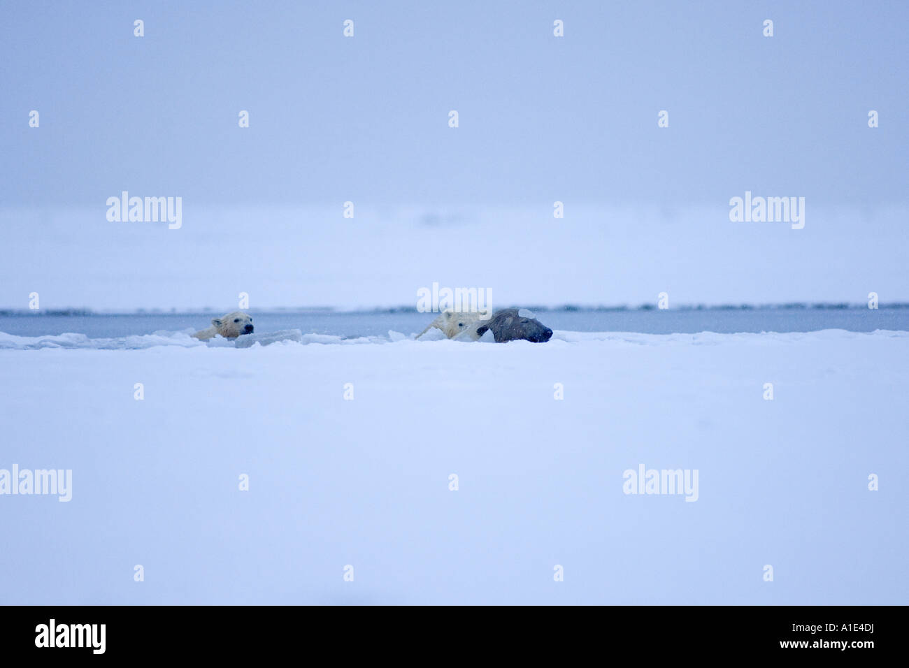 Drowning bear hi-res stock photography and images - Alamy