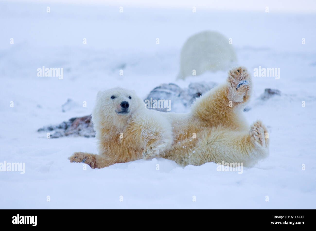polar bear Ursus maritimus cub rolling around on the pack ice 1002 ...