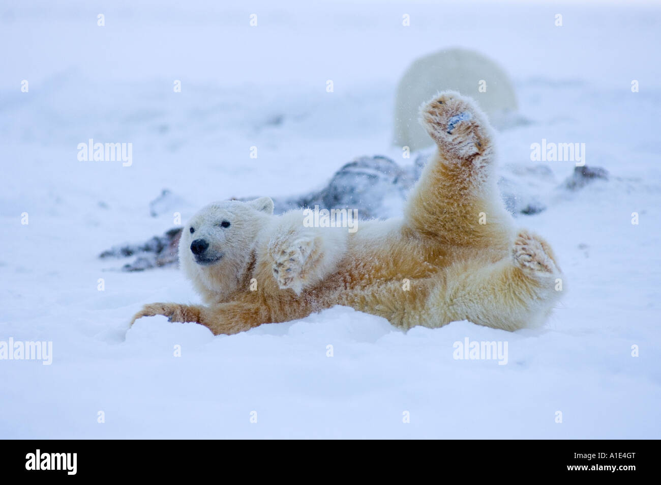 polar bear Ursus maritimus cub rolling around on the pack ice 1002 ...