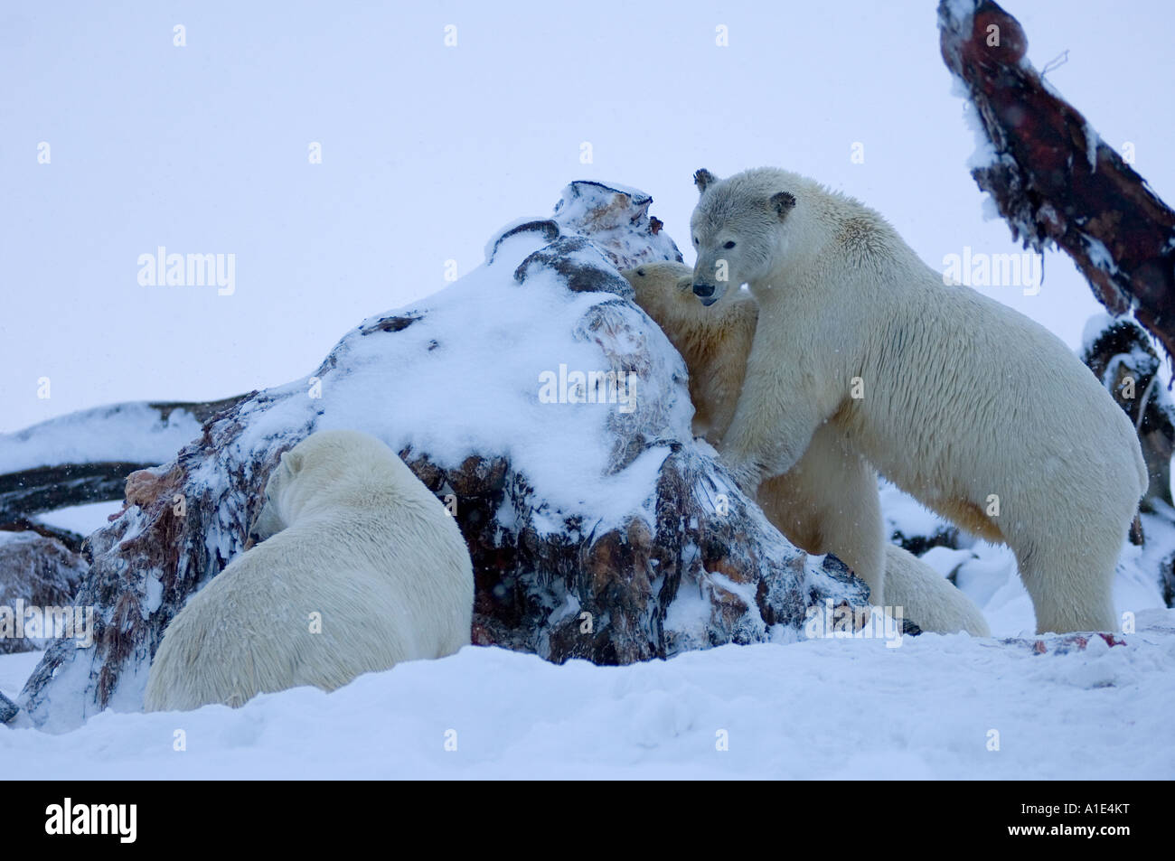 polar bears Ursus maritimus sow with cubs feeding on a bowhead whale ...