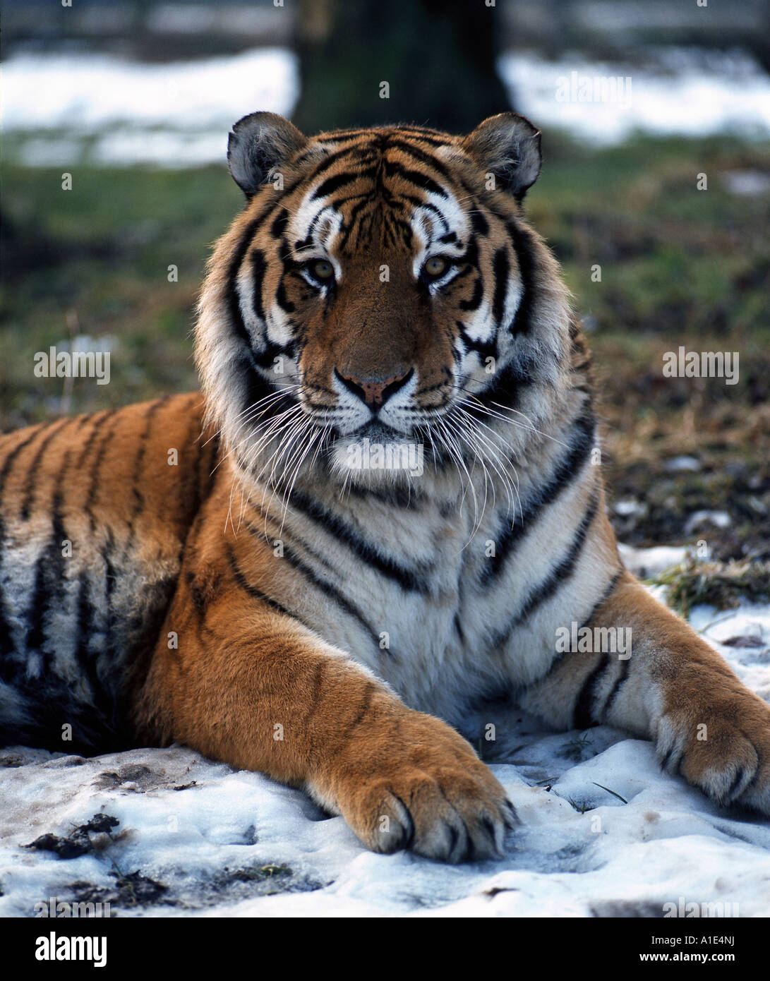 Amur tiger (Siberian Stock Photo - Alamy