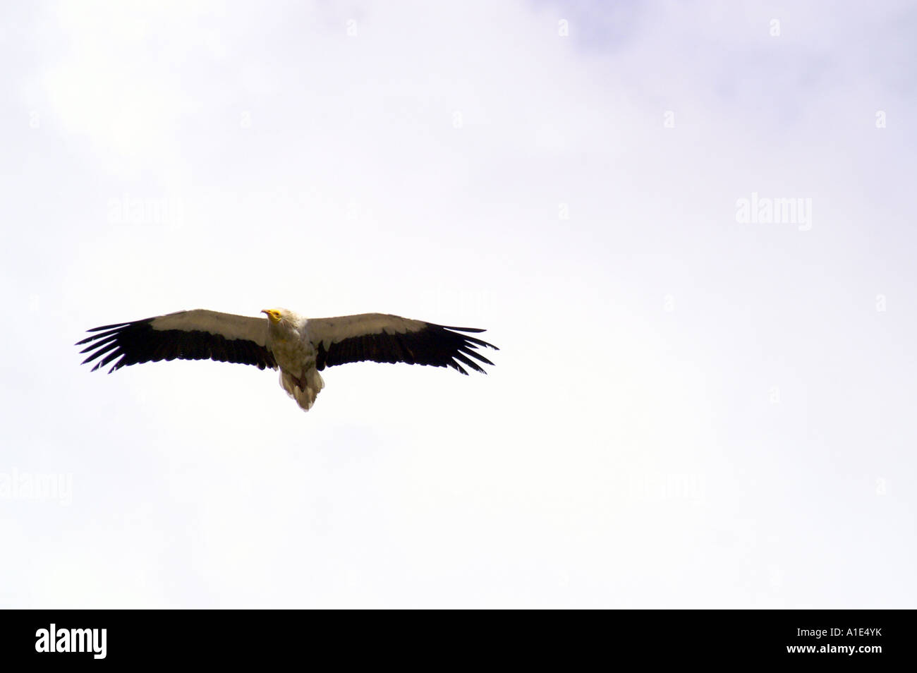 White eagle flying midair against white backdrop Stock Photo - Alamy