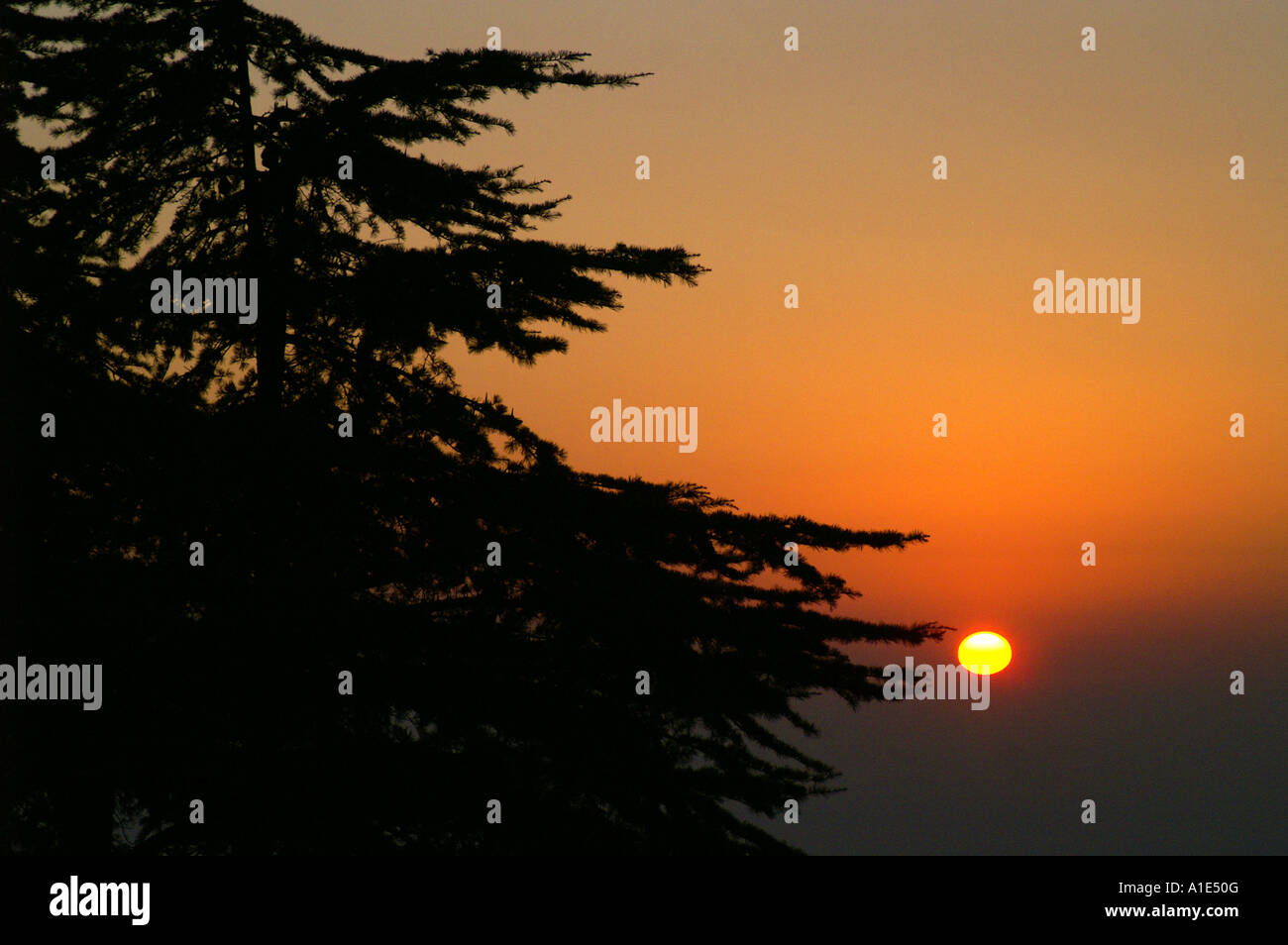 Sunset coniferous tree hi-res stock photography and images - Alamy