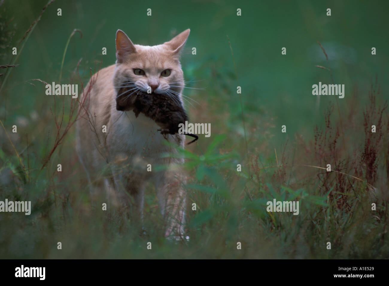 Cat_of_prey hi-res stock photography and images - Alamy