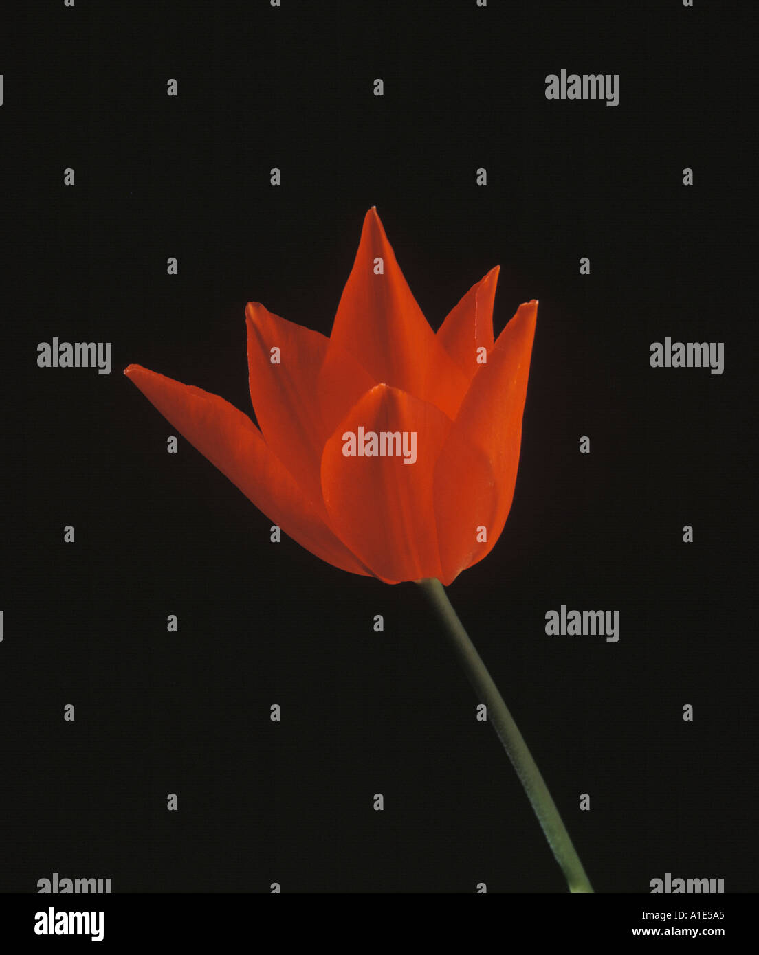 red tulip on black background Stock Photo - Alamy
