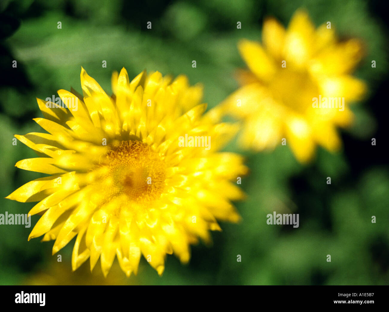 Yellow flowers multiple exposure Stock Photo - Alamy