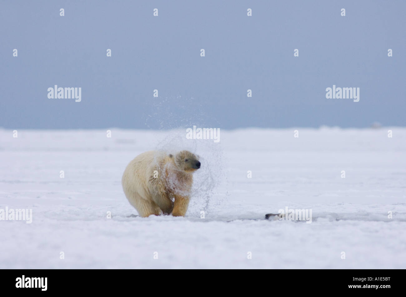 Drowning bear hi-res stock photography and images - Alamy