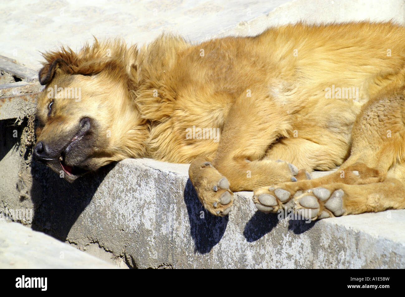 Yellow dog sleeping exhausted relaxing hi-res stock photography and ...