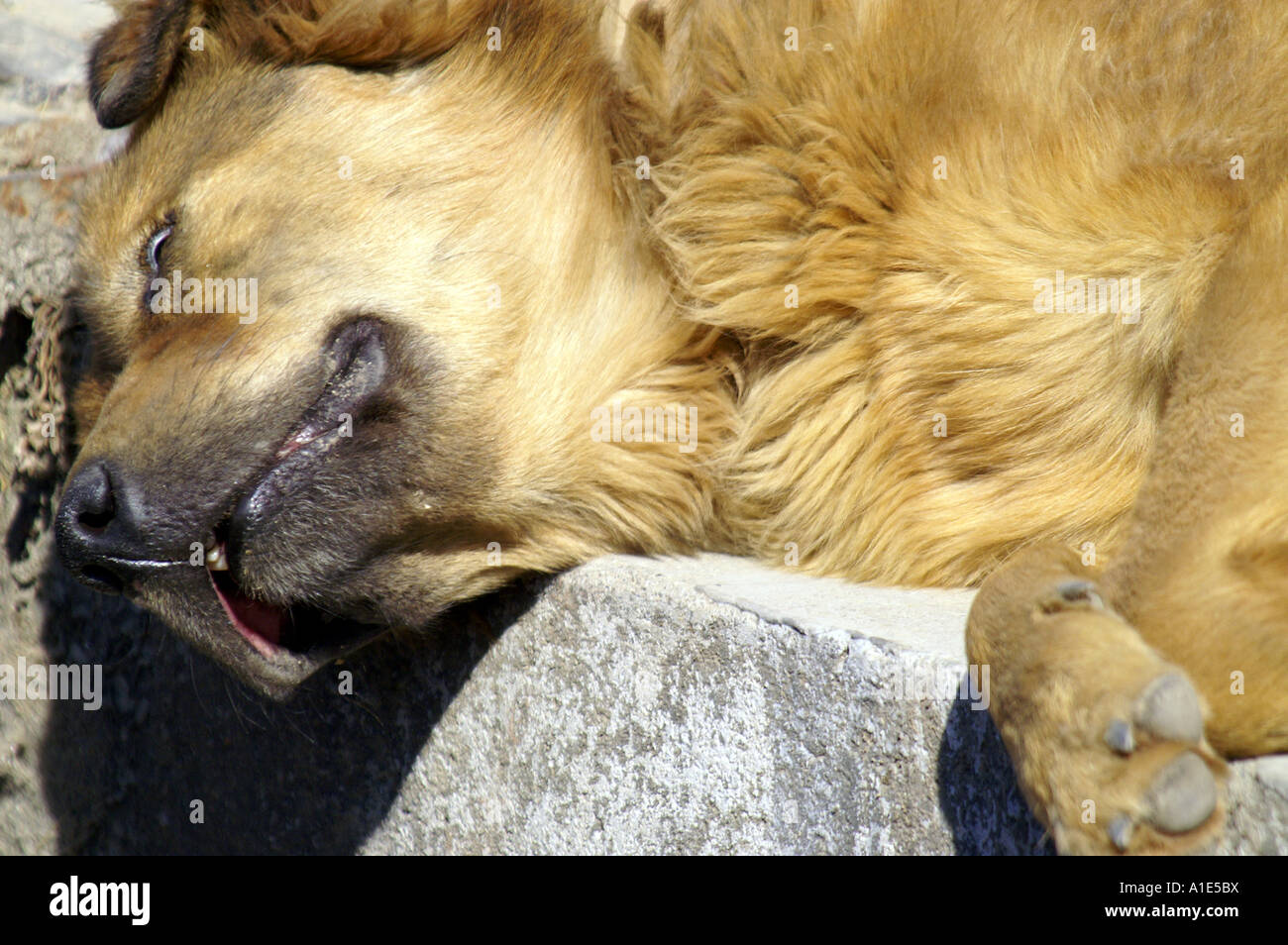 Yellow dog sleeping exhausted relaxing on street outdoors Stock Photo ...